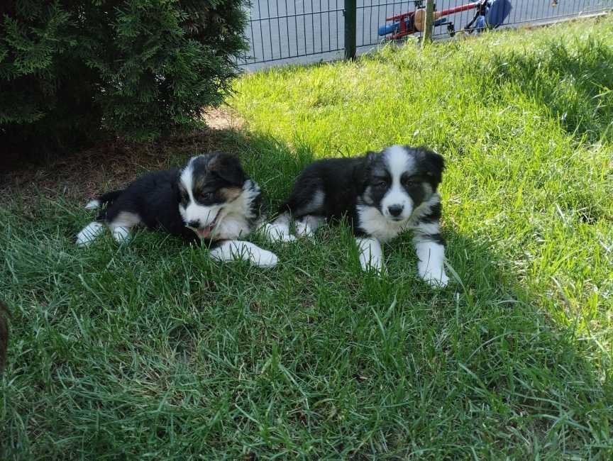 Border Collie Welpen