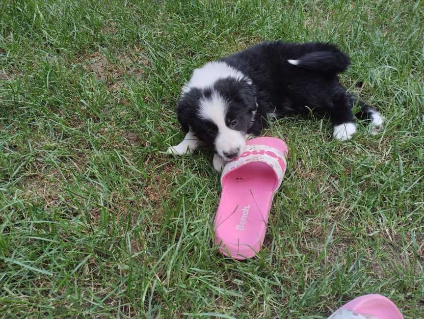 Border Collie Welpen