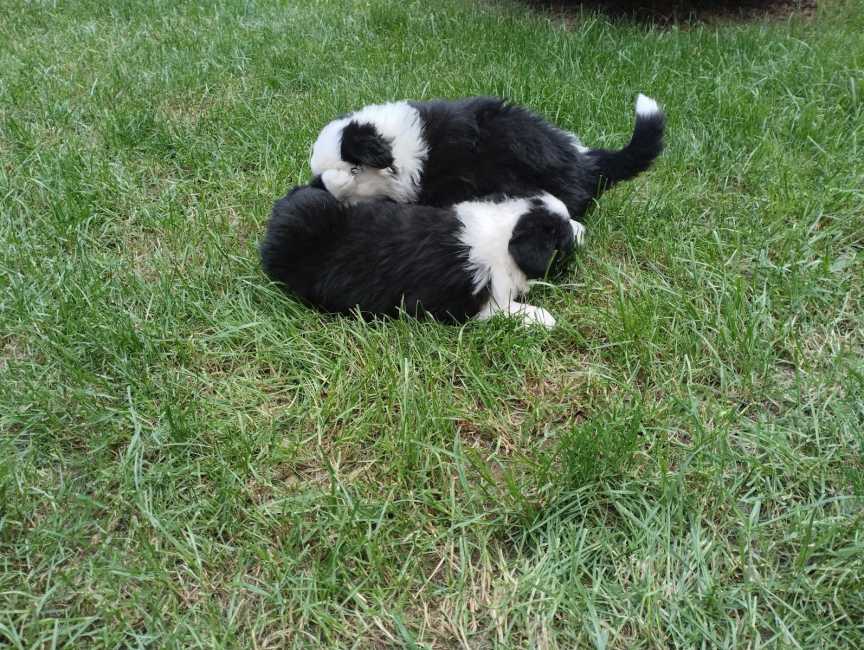 Border Collie Welpen